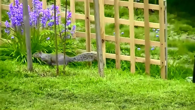 IECV NV #93 - 👀 🐣 Chickadee, 🐿️Squirrel, 🐤Pigeon, Red Wing Black Bird 5 ...