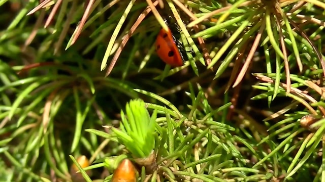 IECV NV #90 -🐞 Lady Bug On The Run 3-30-2015 - DTube